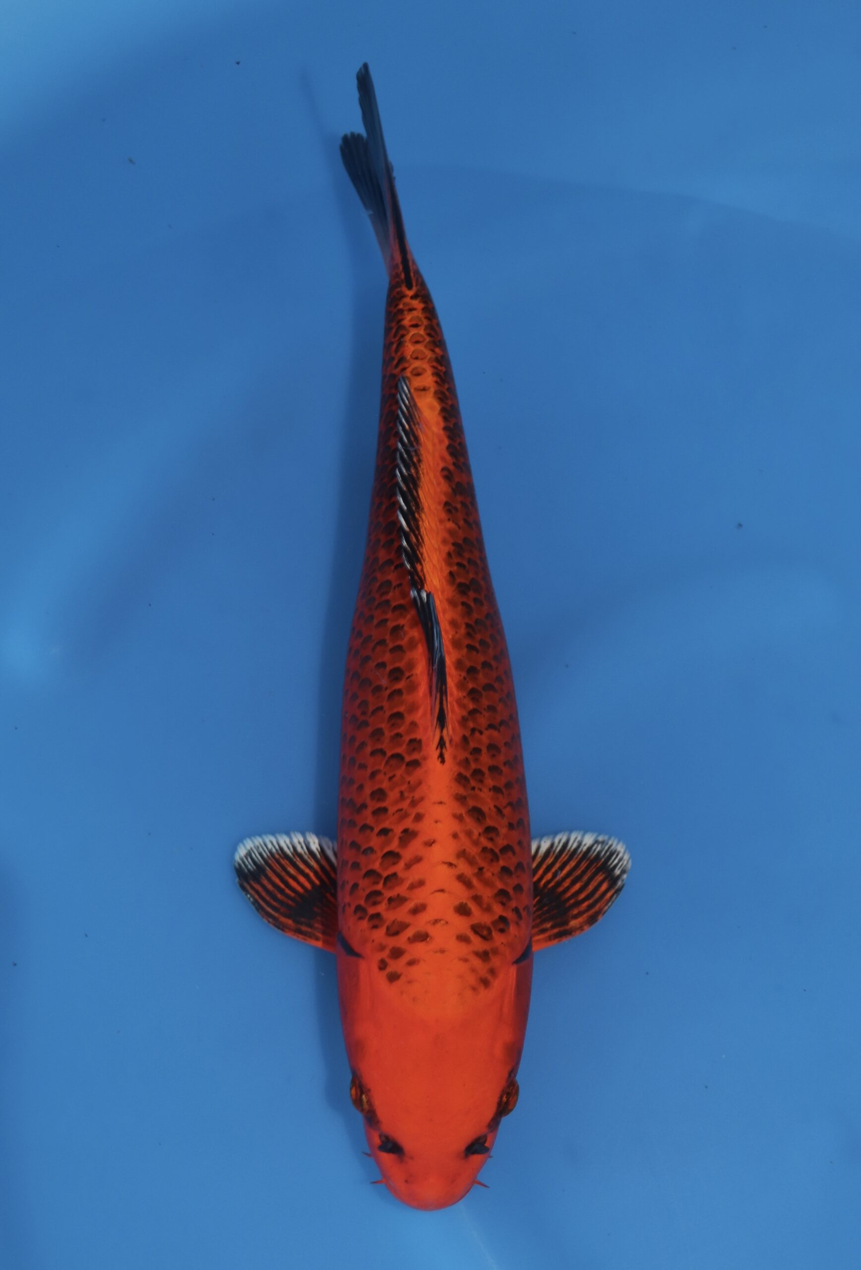 Beni Ginga – Himitsu
